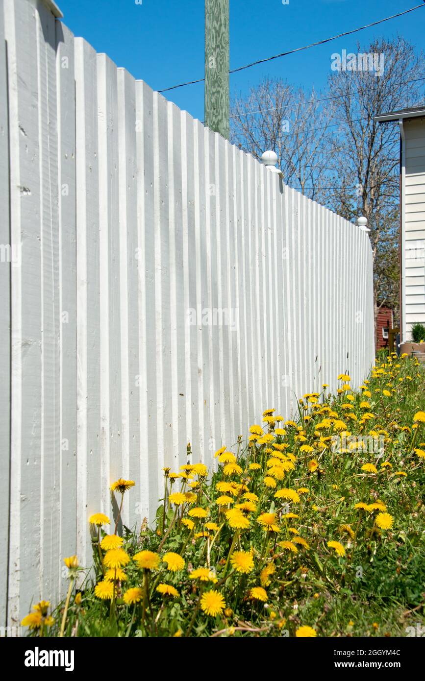 A stark white wood residential picket fence enclosing a garden with ...