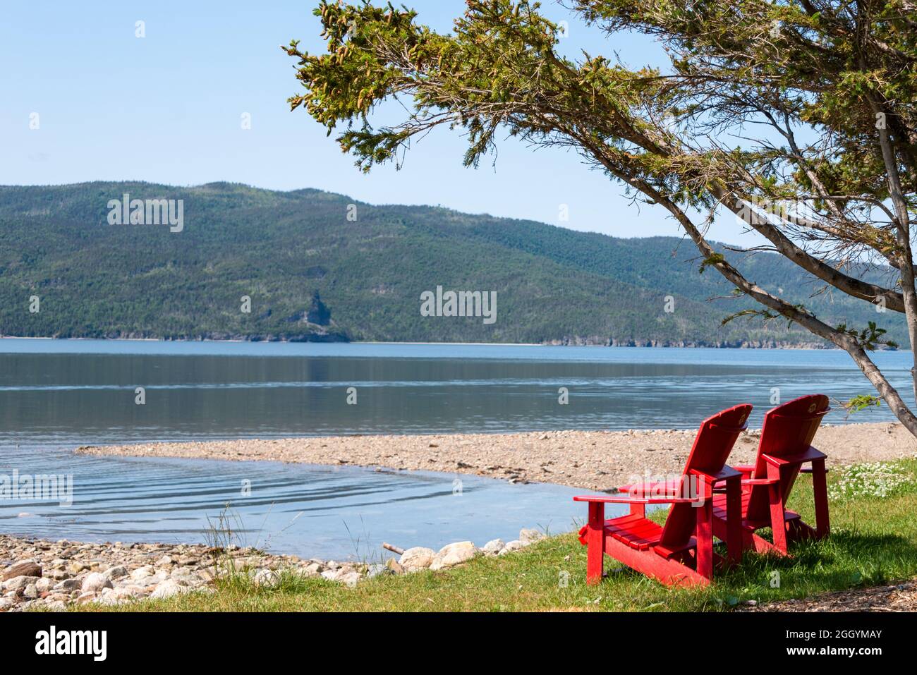 Two bright empty red Adirondack chairs on the edge of a green grassy ...