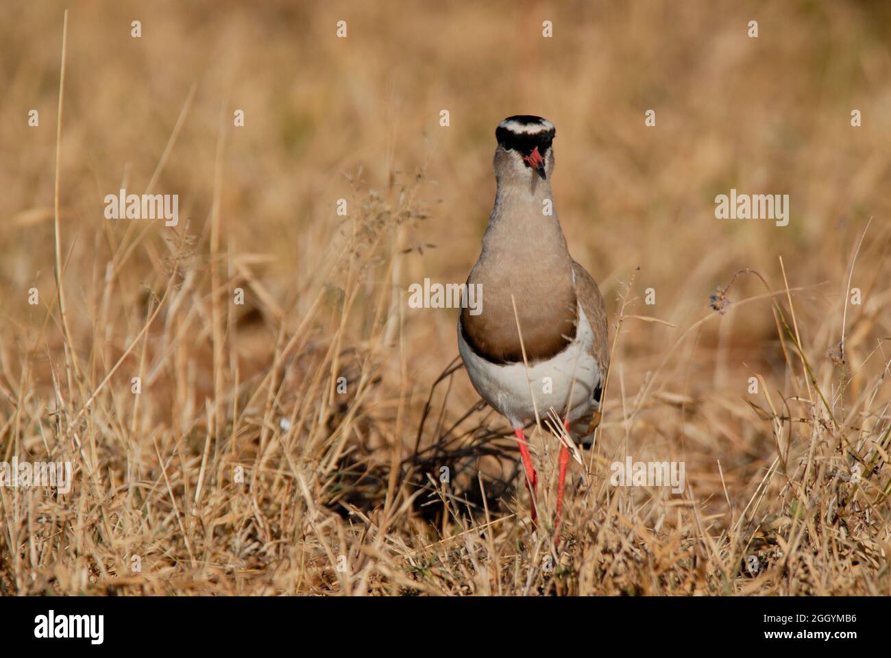 Crowned plover in African savannah, Kruger National Park, South Africa ...