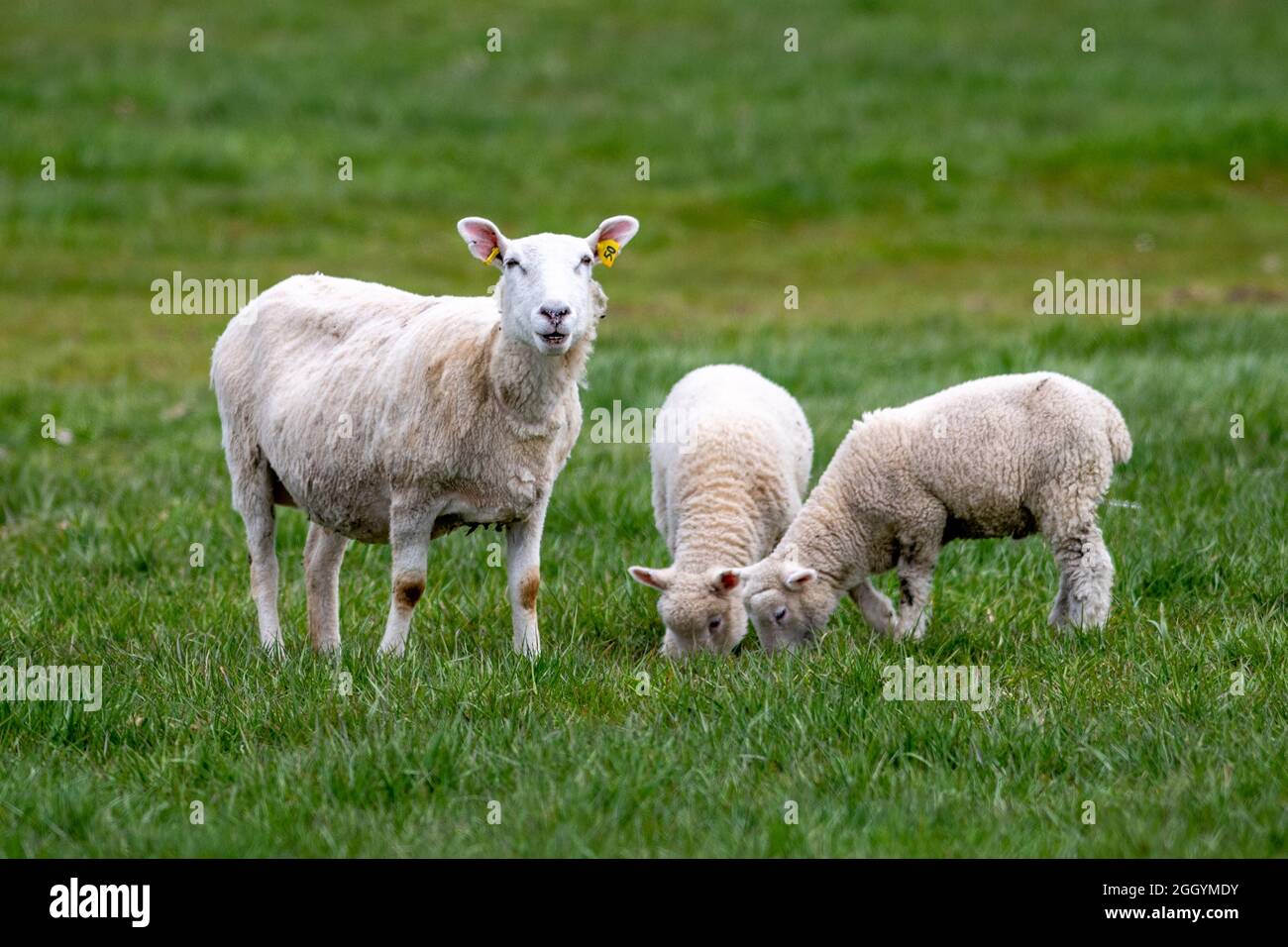 Young lambs huddled with their mother in a grassy green pasture. The ...