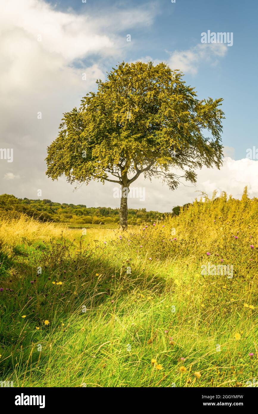 young tree in Galway Ireland Stock Photo - Alamy