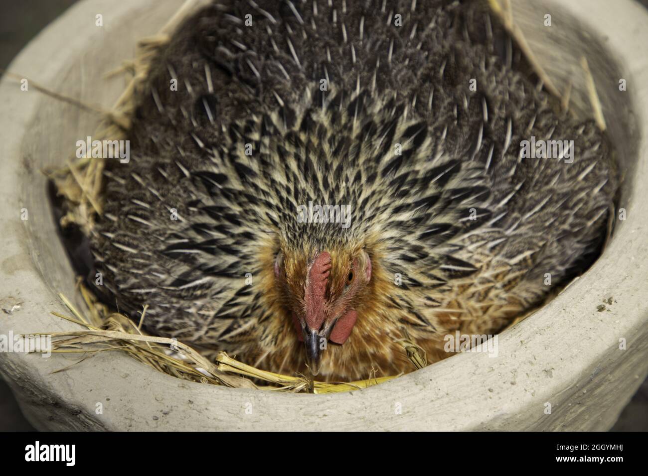 Hen sitting on her nest in the farm Stock Photo - Alamy