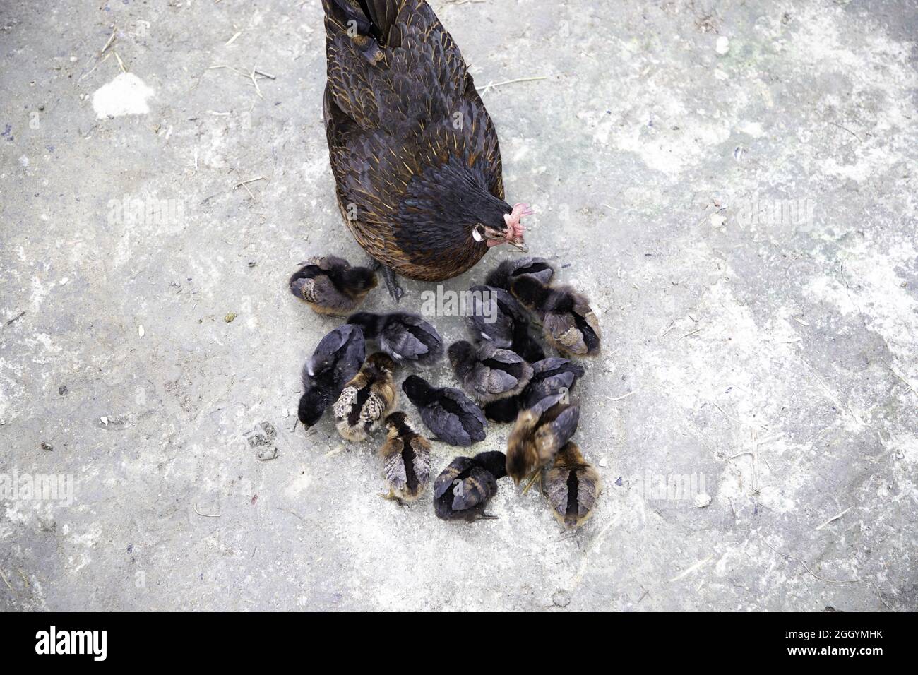 Top view of a hen with her chicks in the farm Stock Photo - Alamy