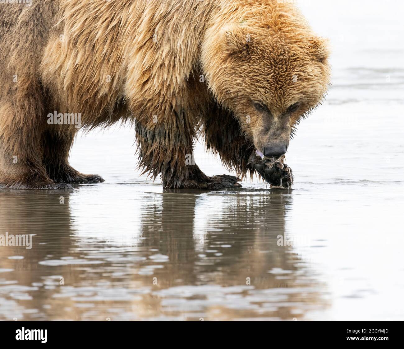 Coastal Brown Bears digging for clams and browsing in sedge; Lake Clark ...
