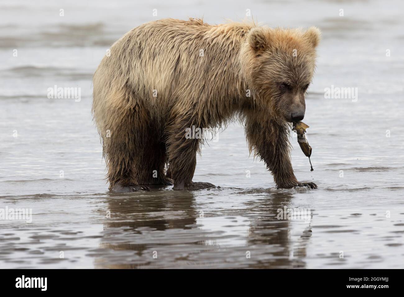 Coastal Brown Bears digging for clams and browsing in sedge; Lake Clark ...