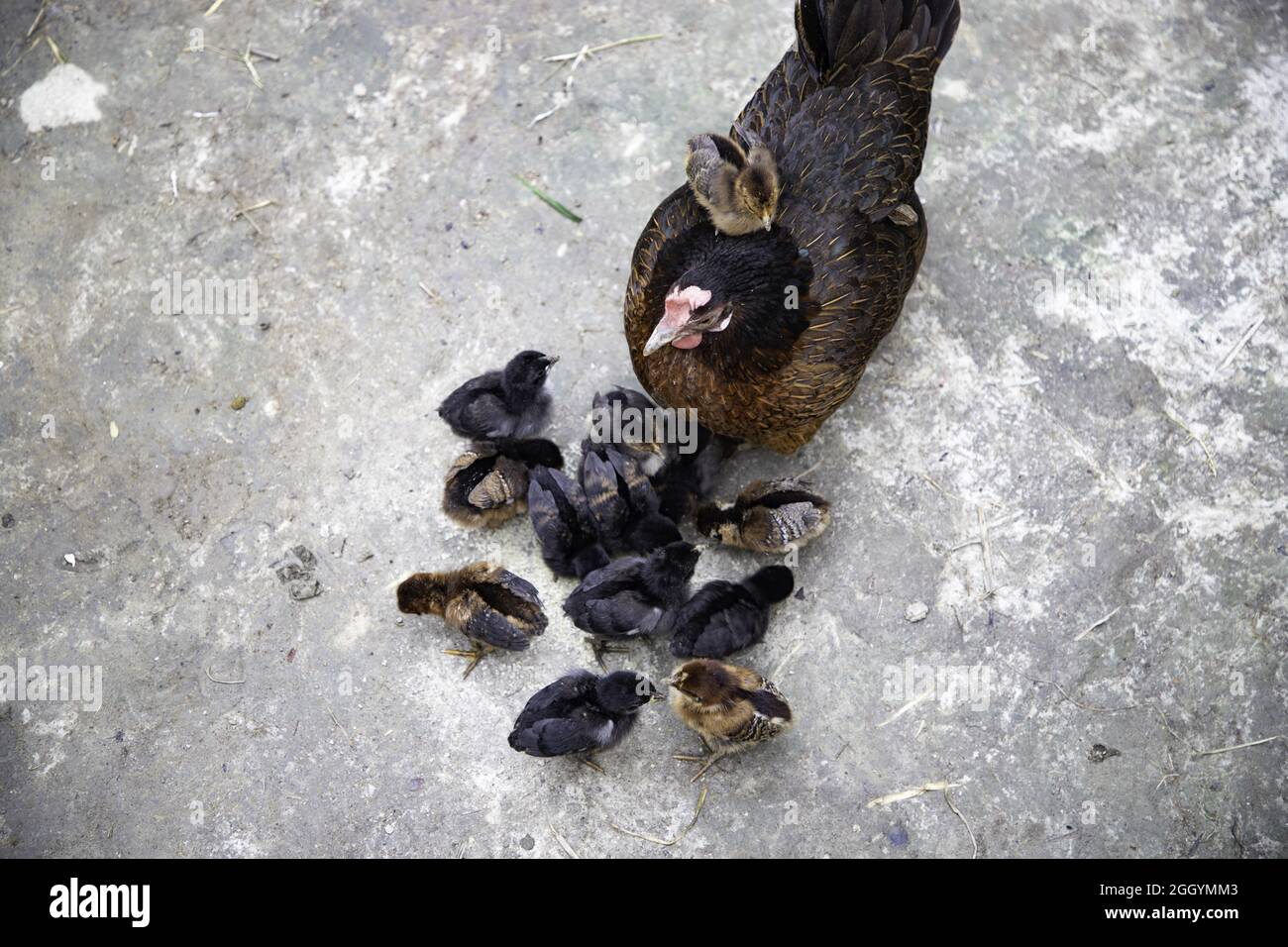 Top view of a hen with her chicks in the farm Stock Photo - Alamy