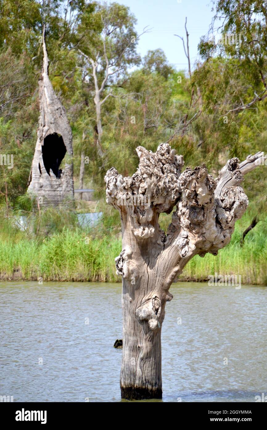Flooded gum tree hi-res stock photography and images - Alamy