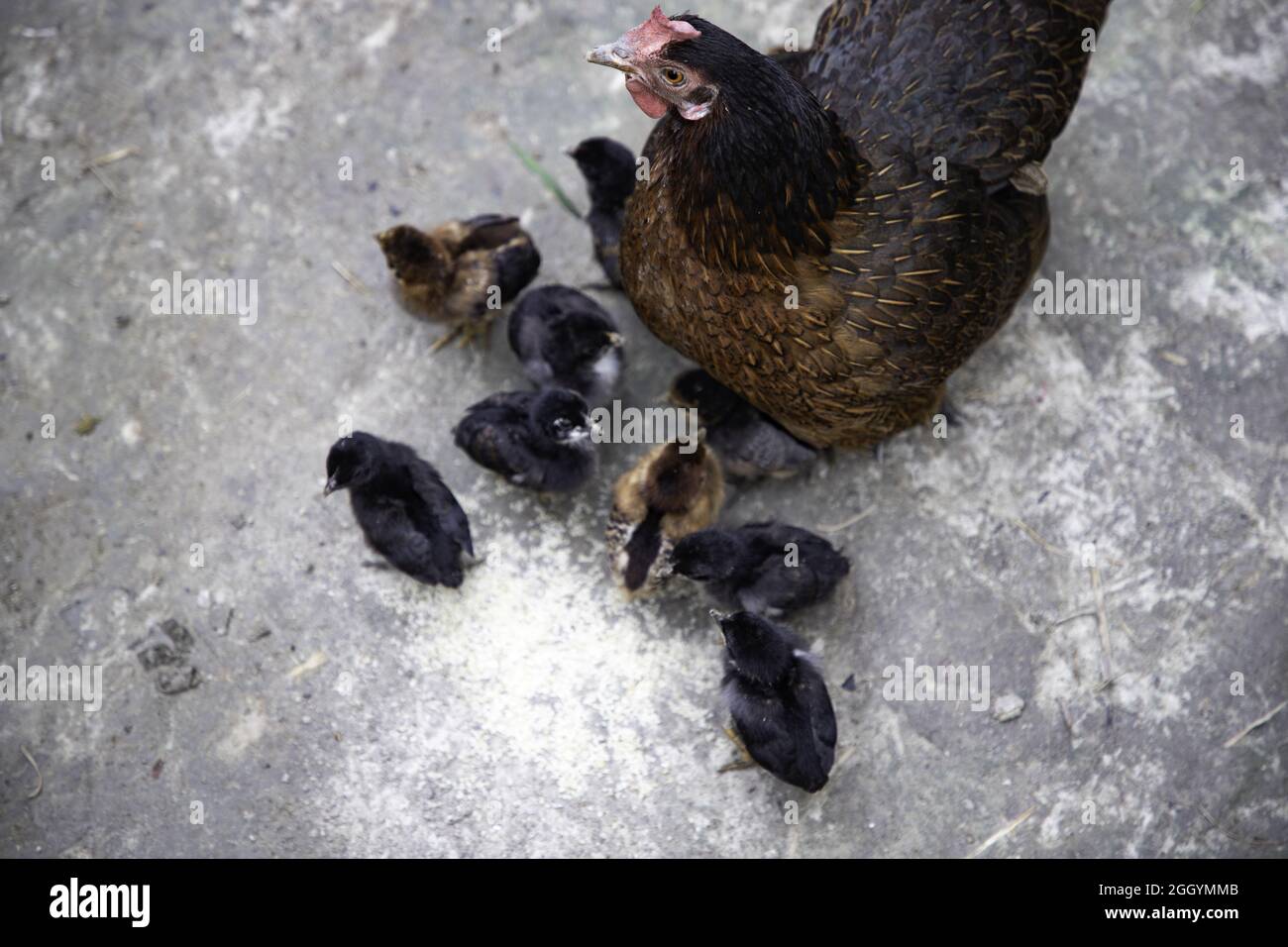 Top view of a hen with her chicks in the farm Stock Photo - Alamy
