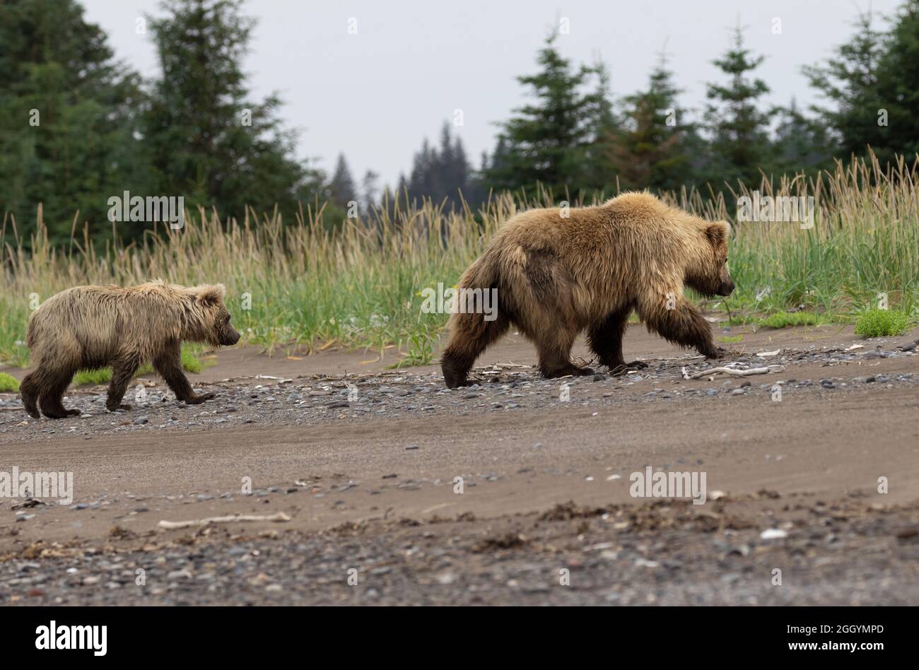 Coastal Brown Bears digging for clams and browsing in sedge; Lake Clark ...