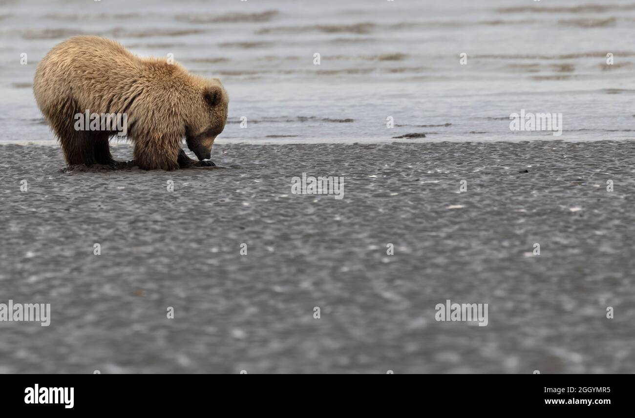 Coastal Brown Bears digging for clams and browsing in sedge; Lake Clark ...