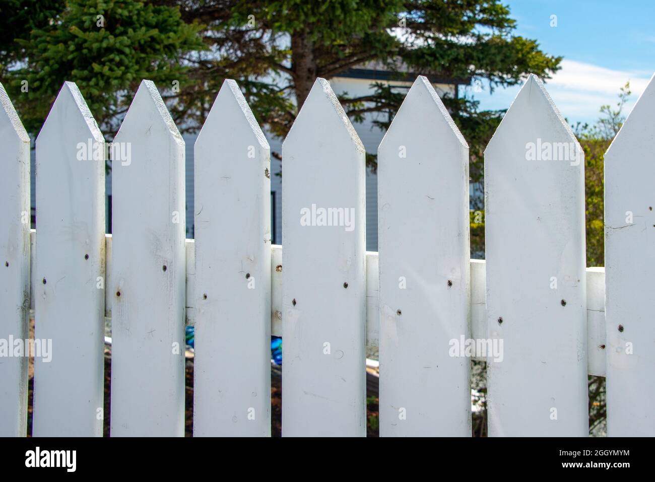 A stark white wood residential picket fence enclosing a garden with ...