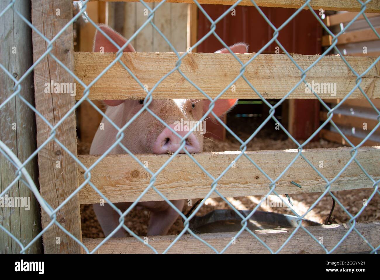 A small pale pink farm domestic pig with large pointy ears, small sad ...