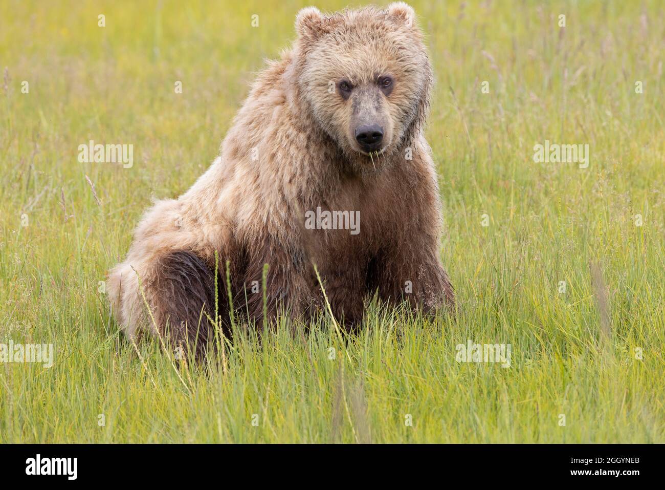 Coastal Brown Bears digging for clams and browsing in sedge; Lake Clark ...