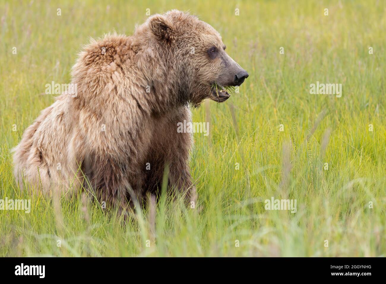 Coastal Brown Bears digging for clams and browsing in sedge; Lake Clark ...