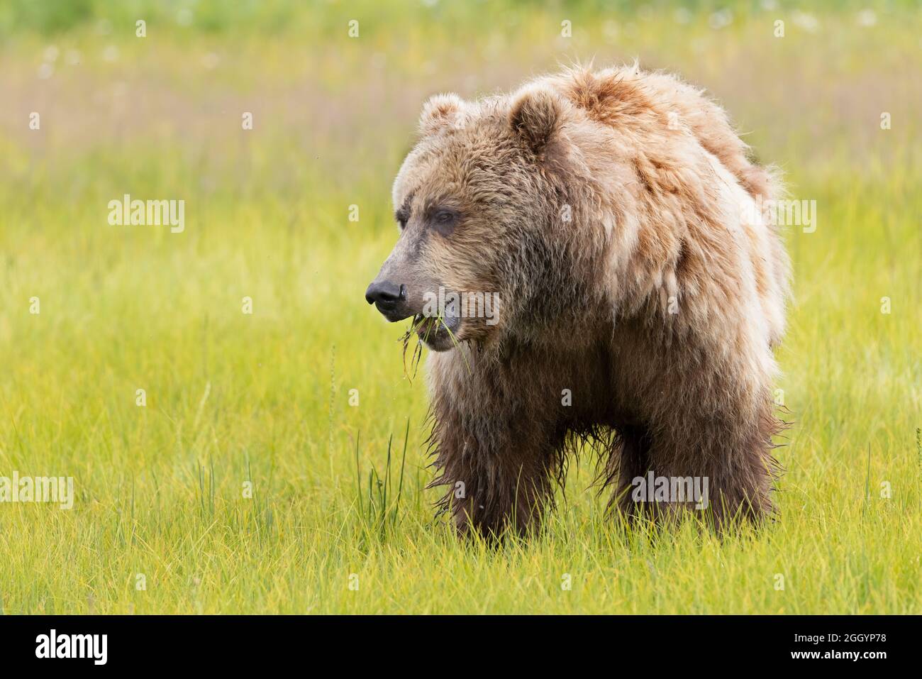 Coastal Brown Bears digging for clams and browsing in sedge; Lake Clark ...