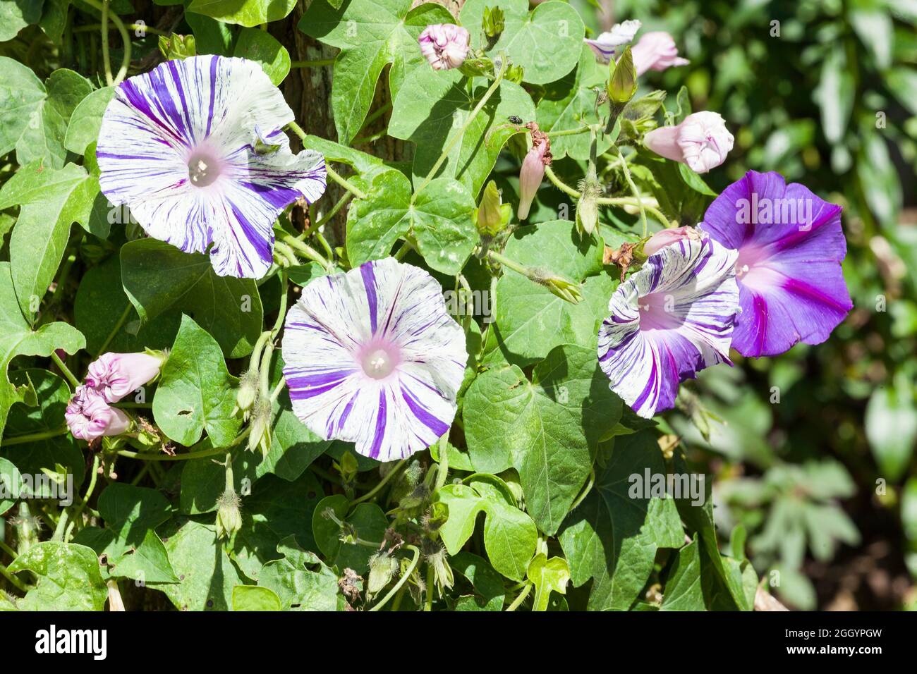 Beautiful wild flowers hi-res stock photography and images - Alamy