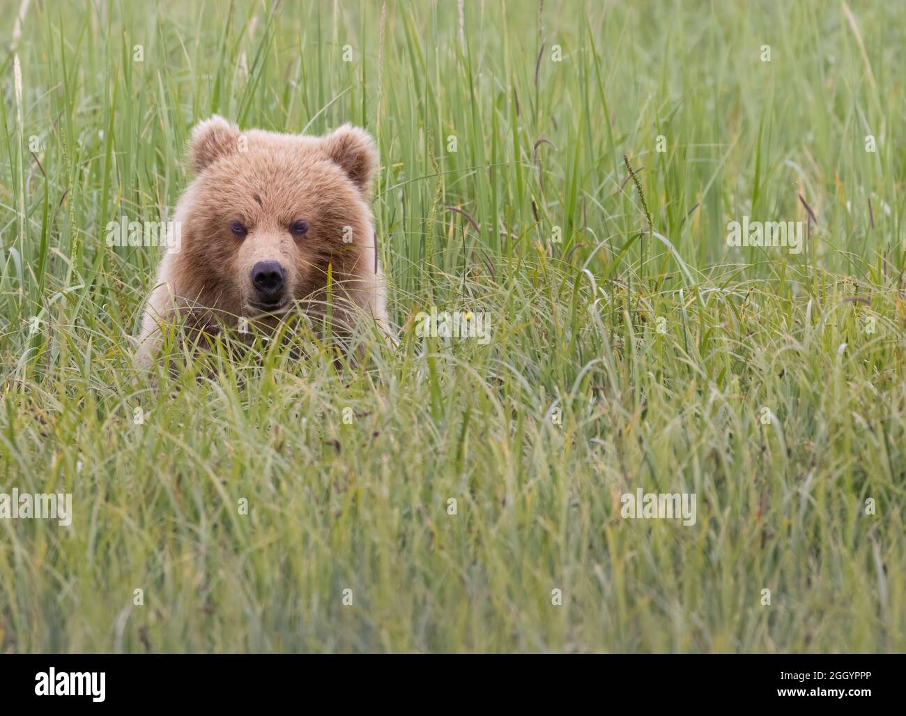Coastal Brown Bears digging for clams and browsing in sedge; Lake Clark ...
