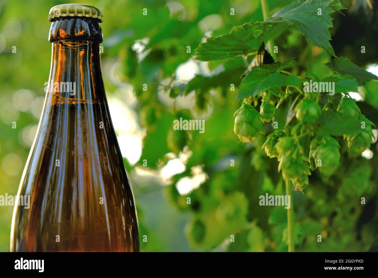 Beer with hop extract on blurred green hops background.Beer glass ...