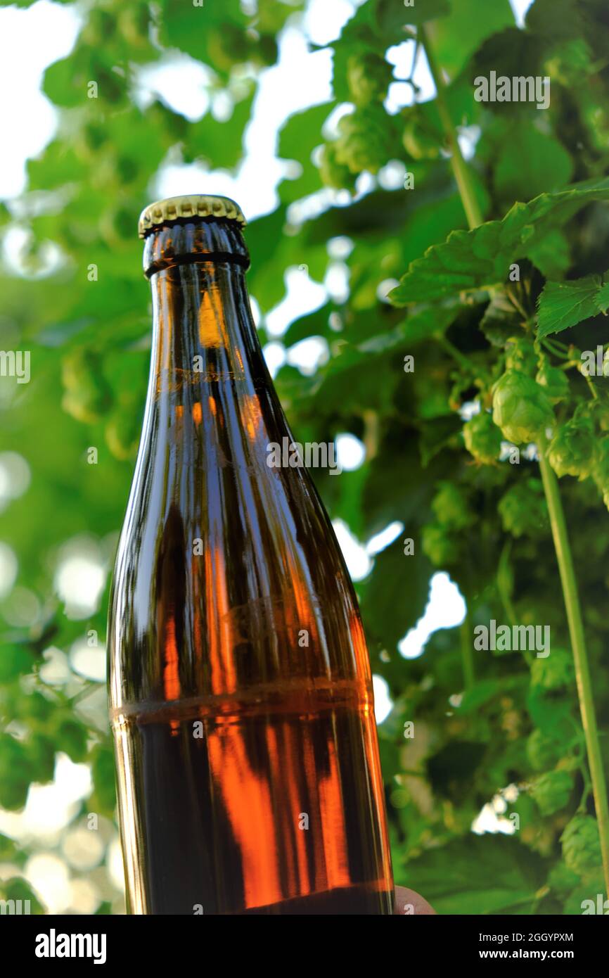 Beer with hop extract on blurred green hops background.Beer bottle and ...