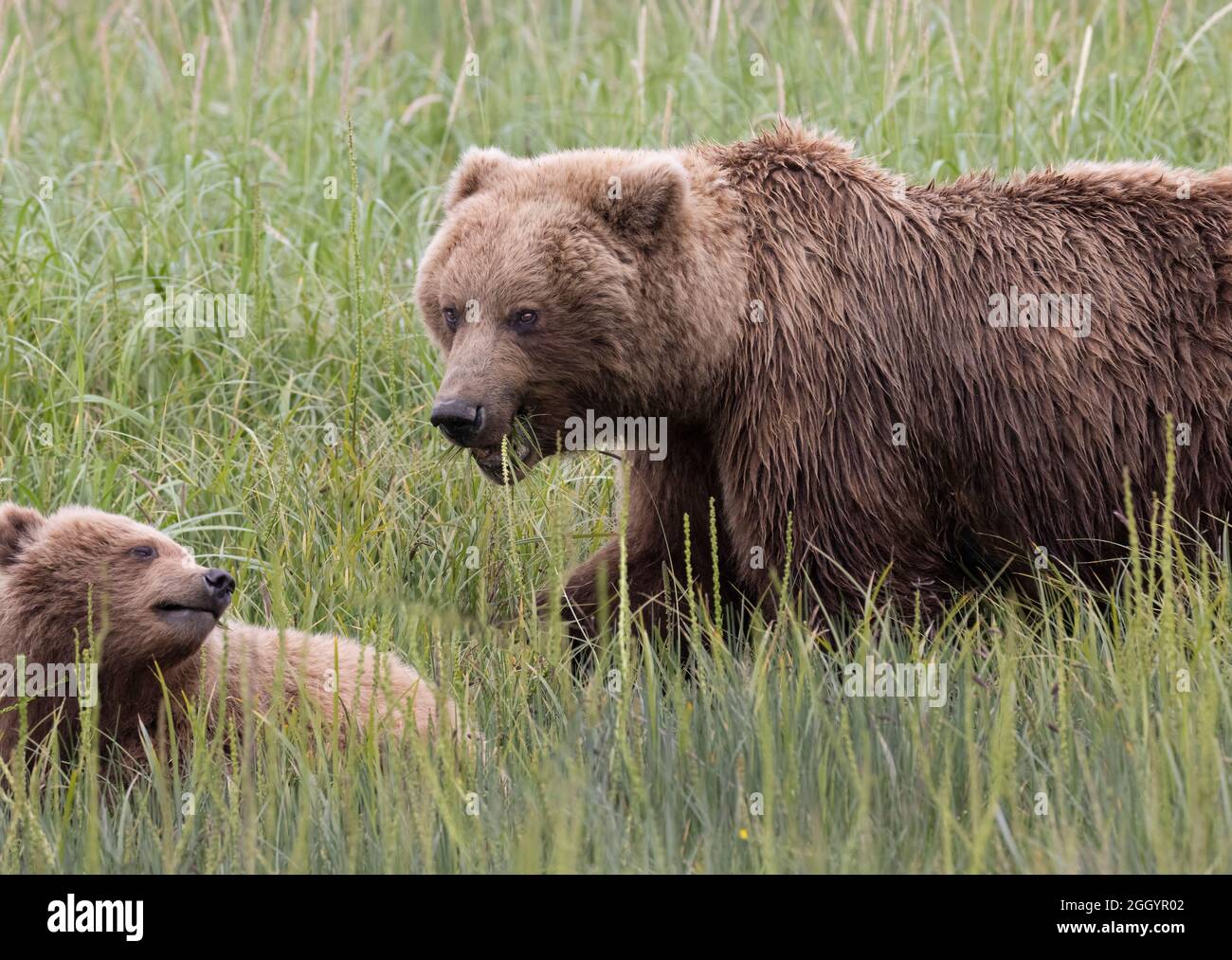 Coastal Brown Bears digging for clams and browsing in sedge; Lake Clark ...