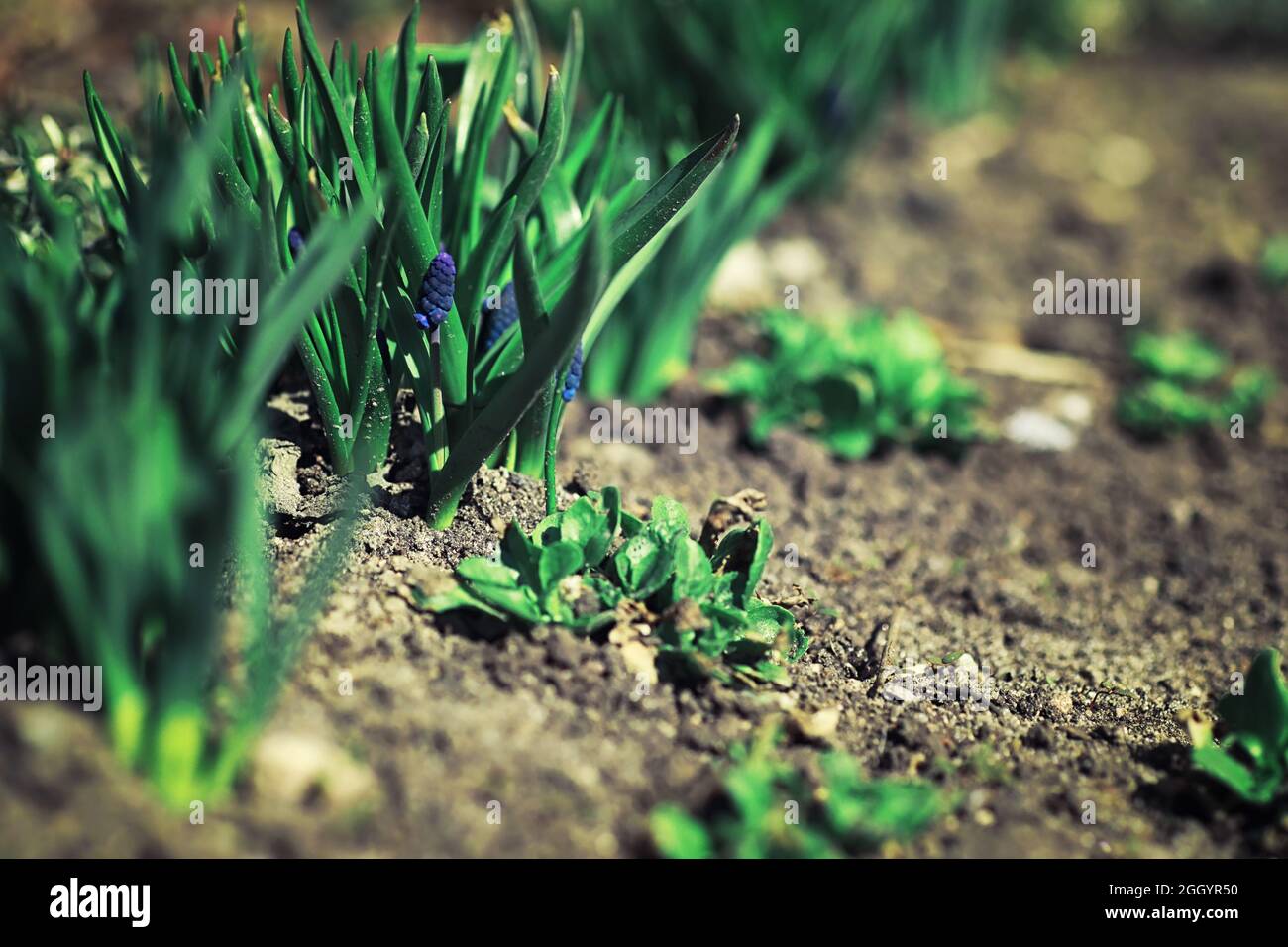 Bright spring greens at dawn in the forest. Nature comes to life in ...