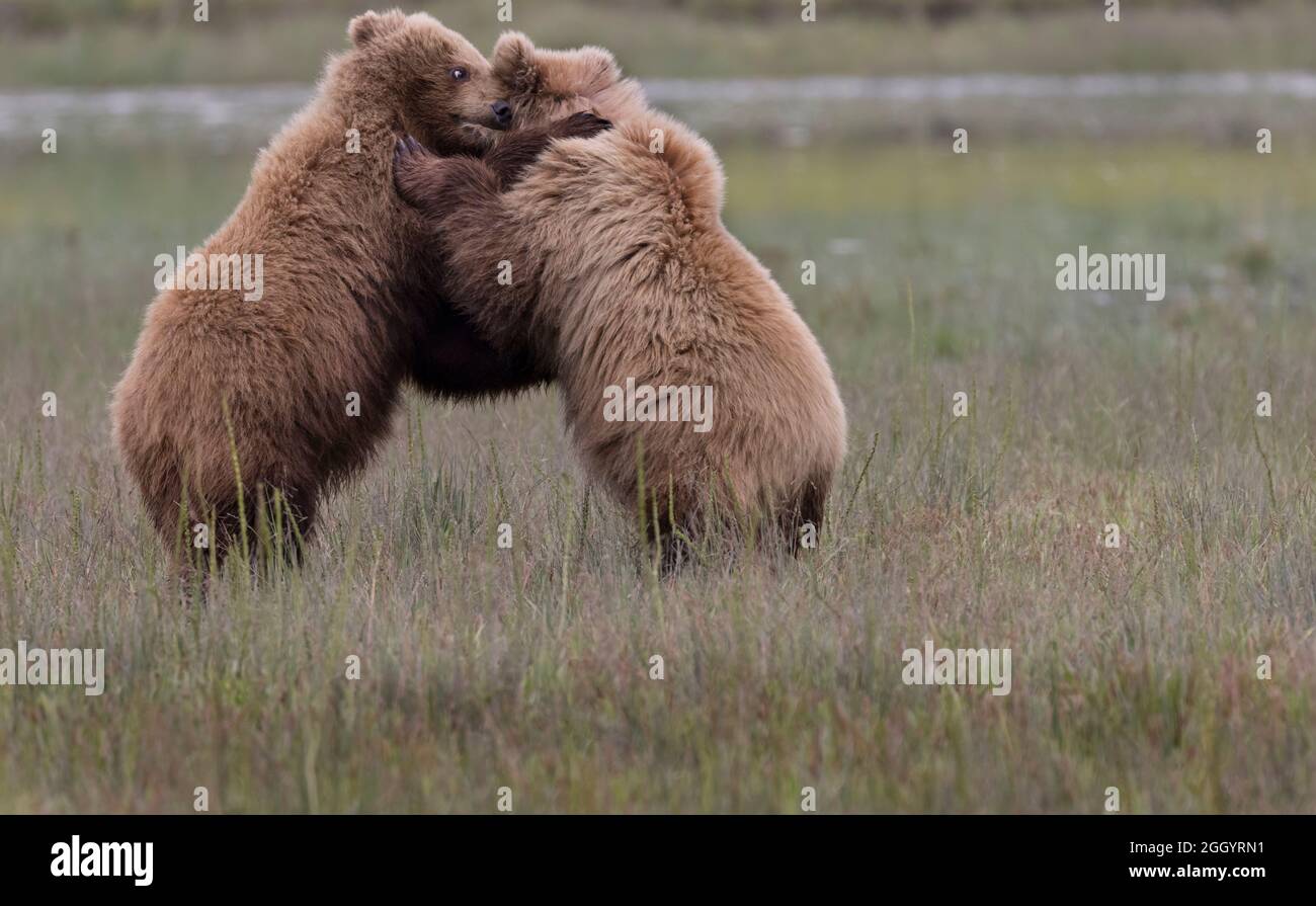 Coastal Brown Bears digging for clams and browsing in sedge; Lake Clark ...