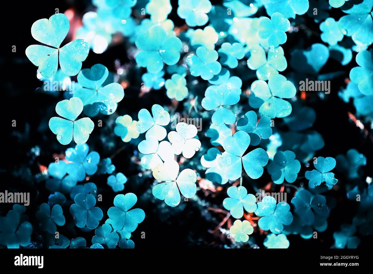 Background from plant clover four leaf. Irish traditional symbol. St ...