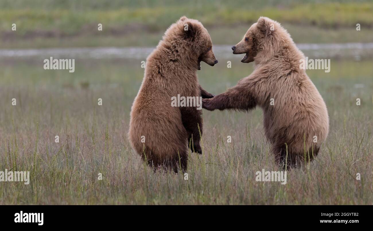 Coastal Brown Bears digging for clams and browsing in sedge; Lake Clark ...