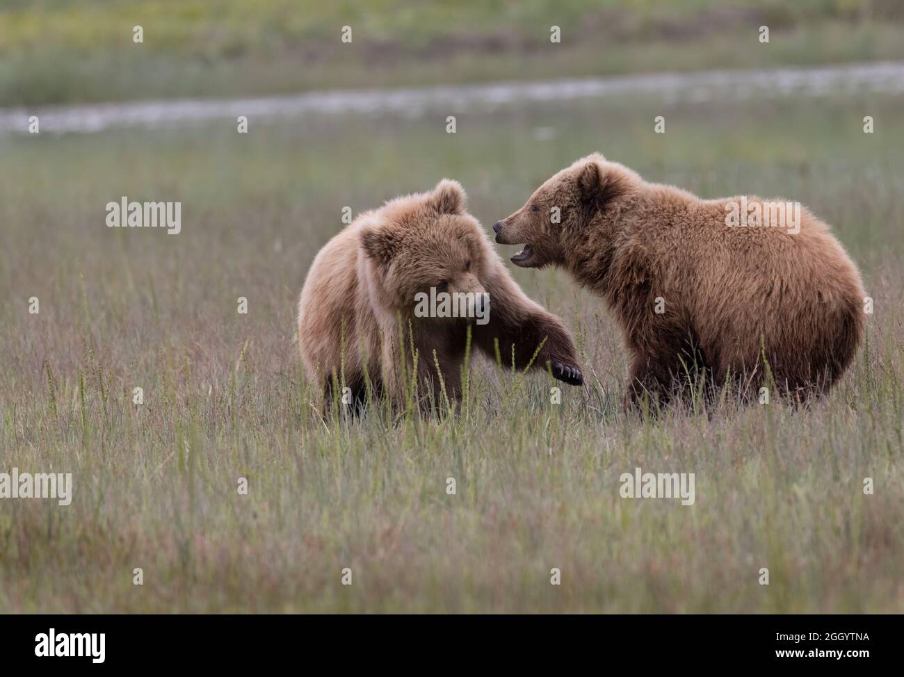 Coastal Brown Bears digging for clams and browsing in sedge; Lake Clark ...