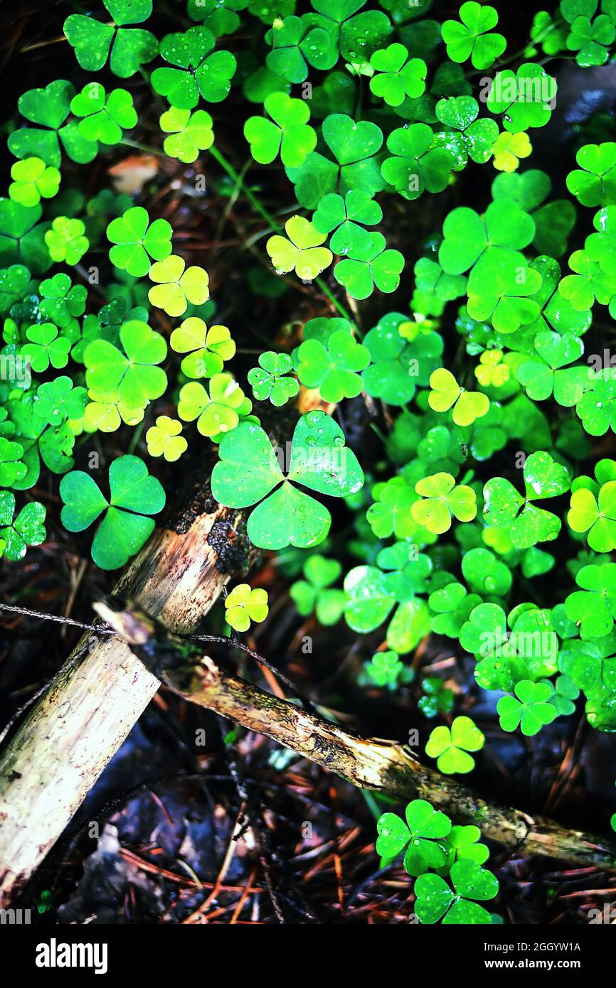Background from plant clover four leaf. Irish traditional symbol. St ...