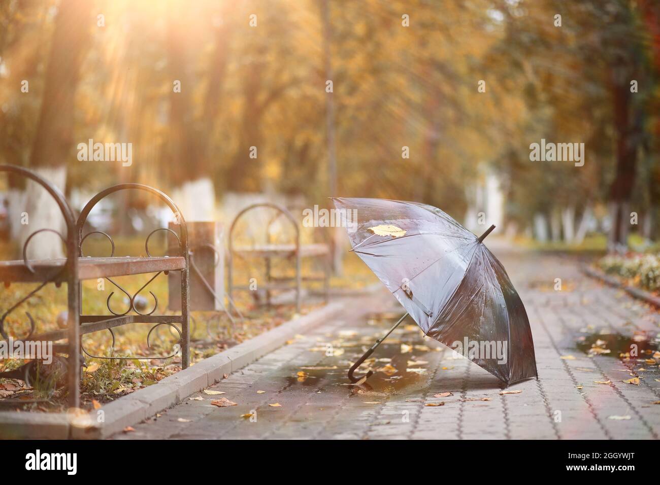 Autumn rain in the park during the day Stock Photo - Alamy