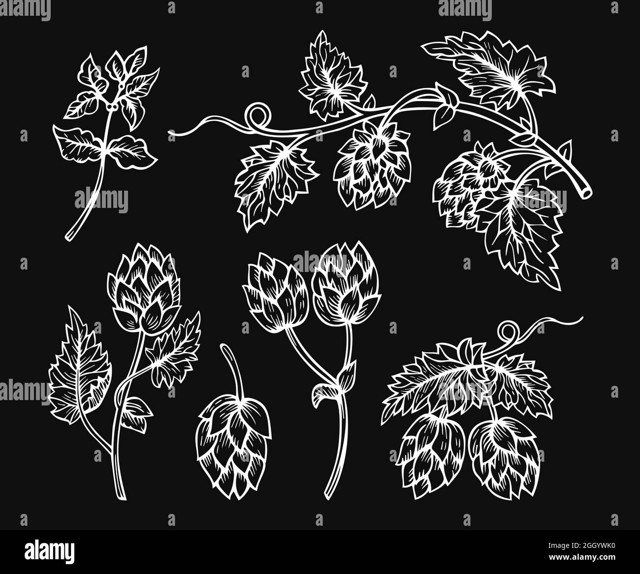 Drawing Of Hop High Resolution Stock Photography and Images - Alamy