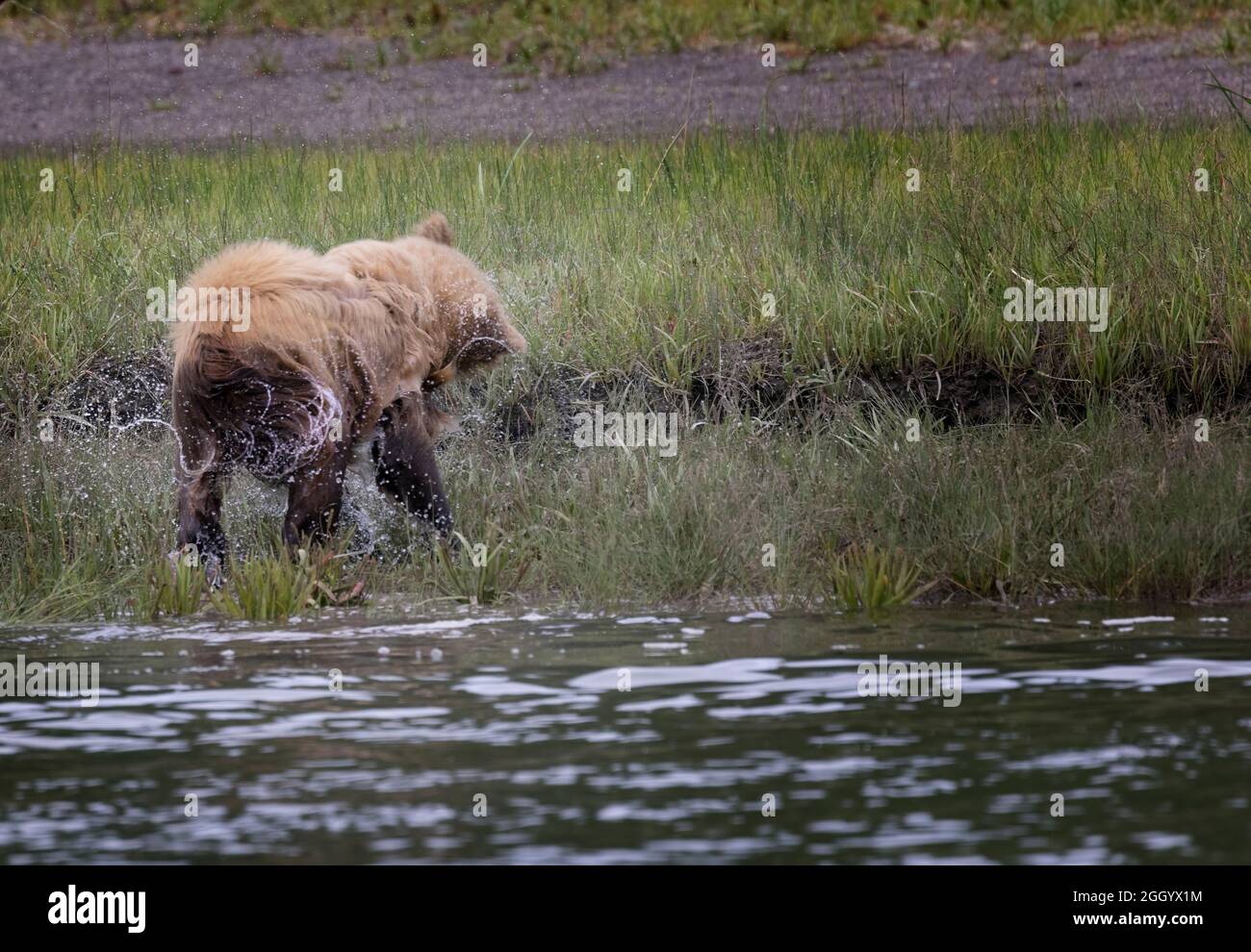 Coastal Brown Bears digging for clams and browsing in sedge; Lake Clark ...