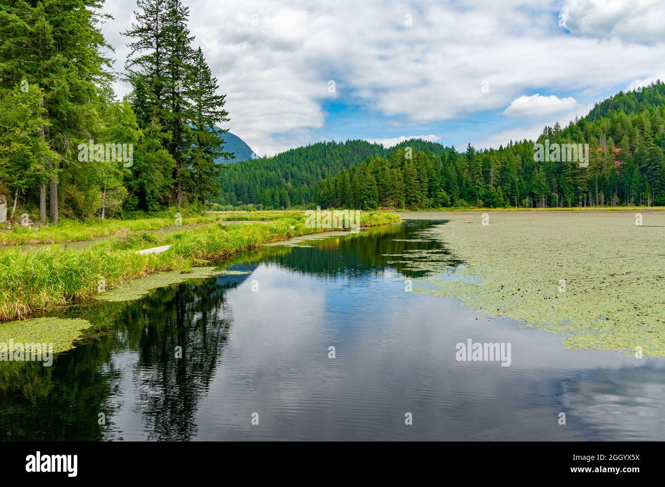Beautiful view of a lake surrounded by greens and trees gleaming under ...