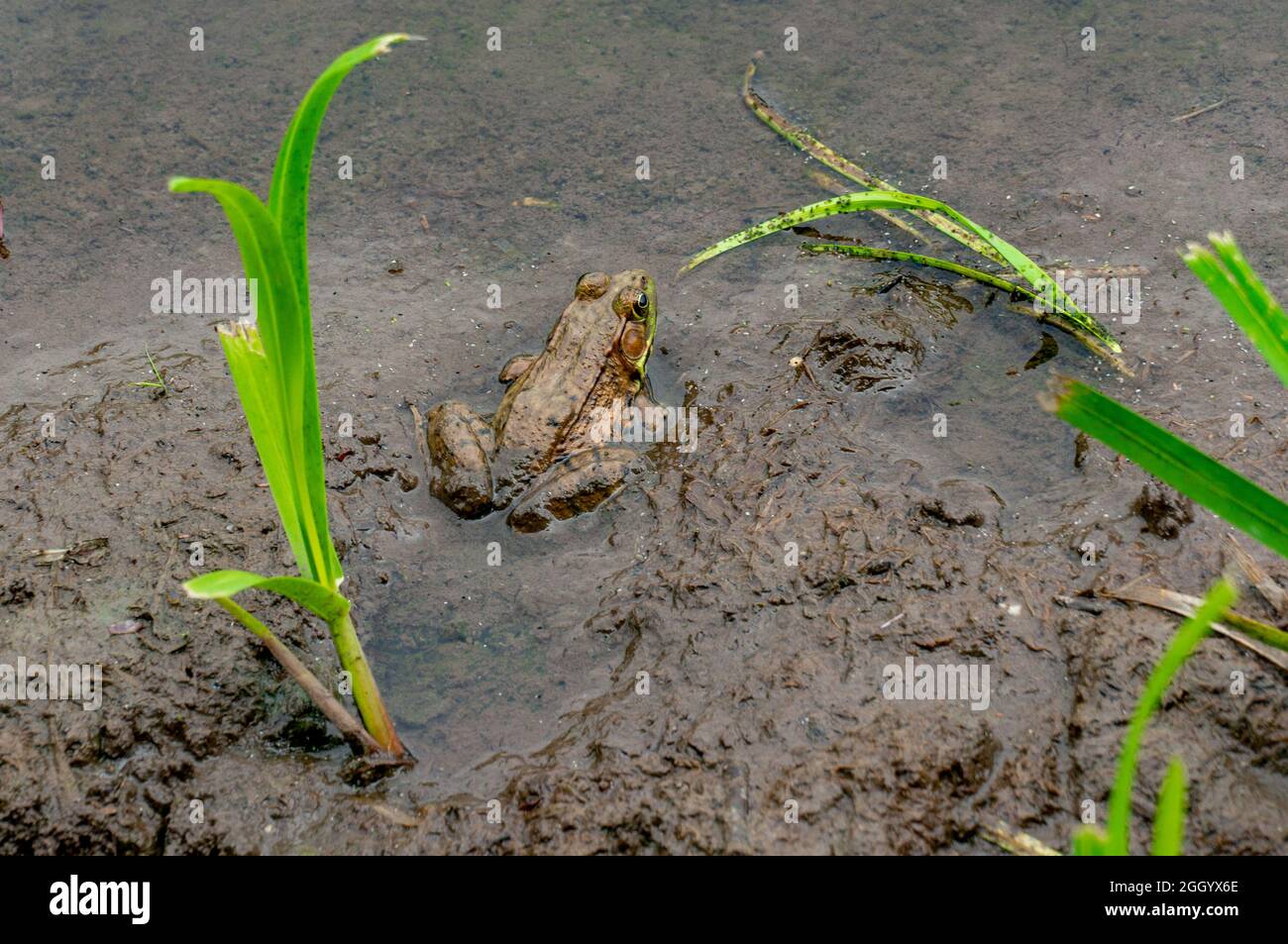 Slimy small frog in the muddy water with growing green plants Stock ...