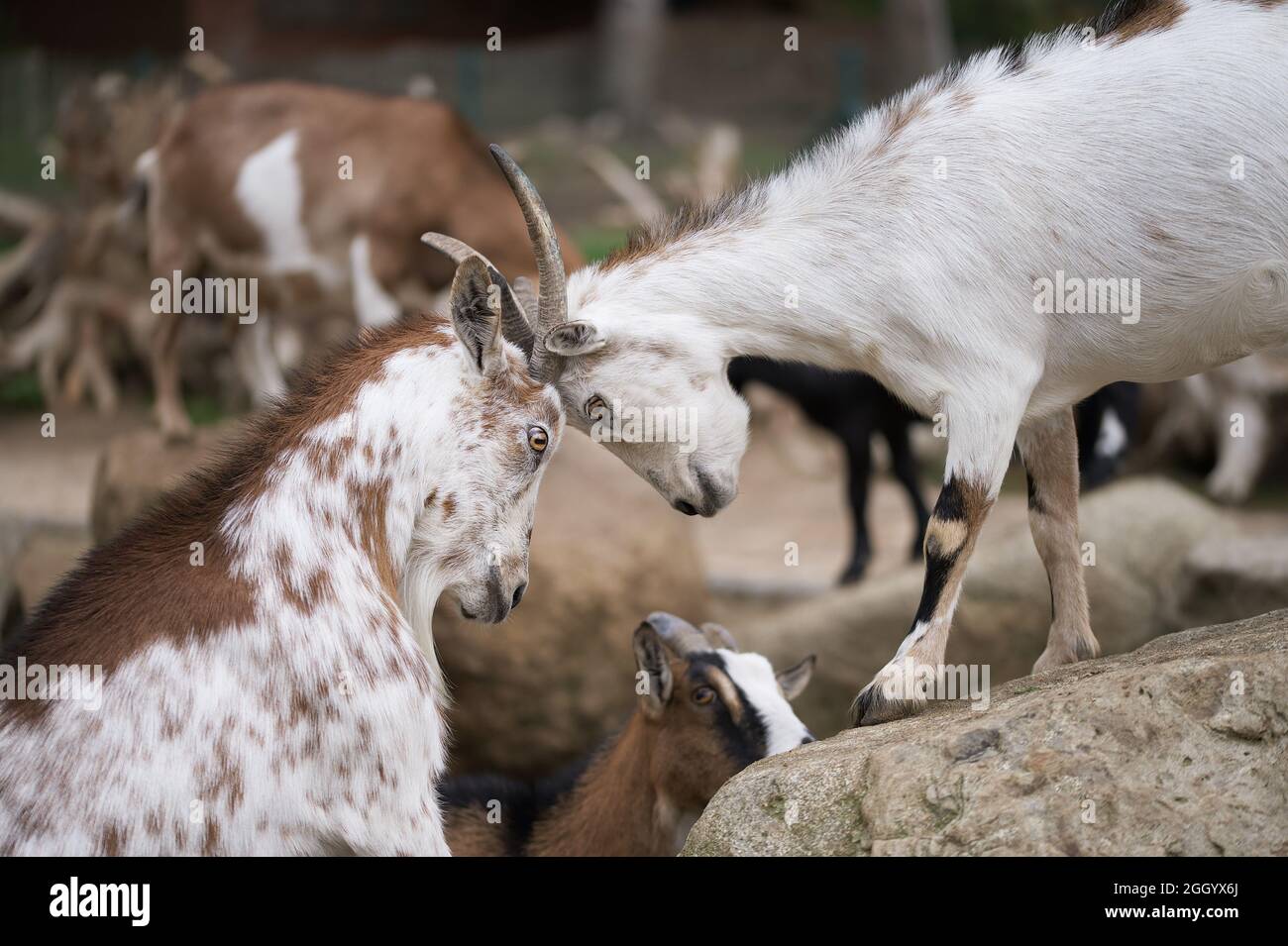 Goat fighting hi-res stock photography and images - Alamy