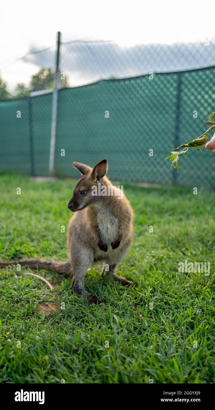 Kangaroo & Wallaby Sanctuary Stock Photo - Alamy