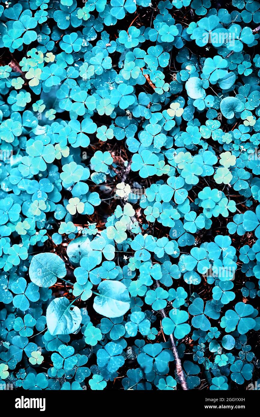 Background from plant clover four leaf. Irish traditional symbol. St ...