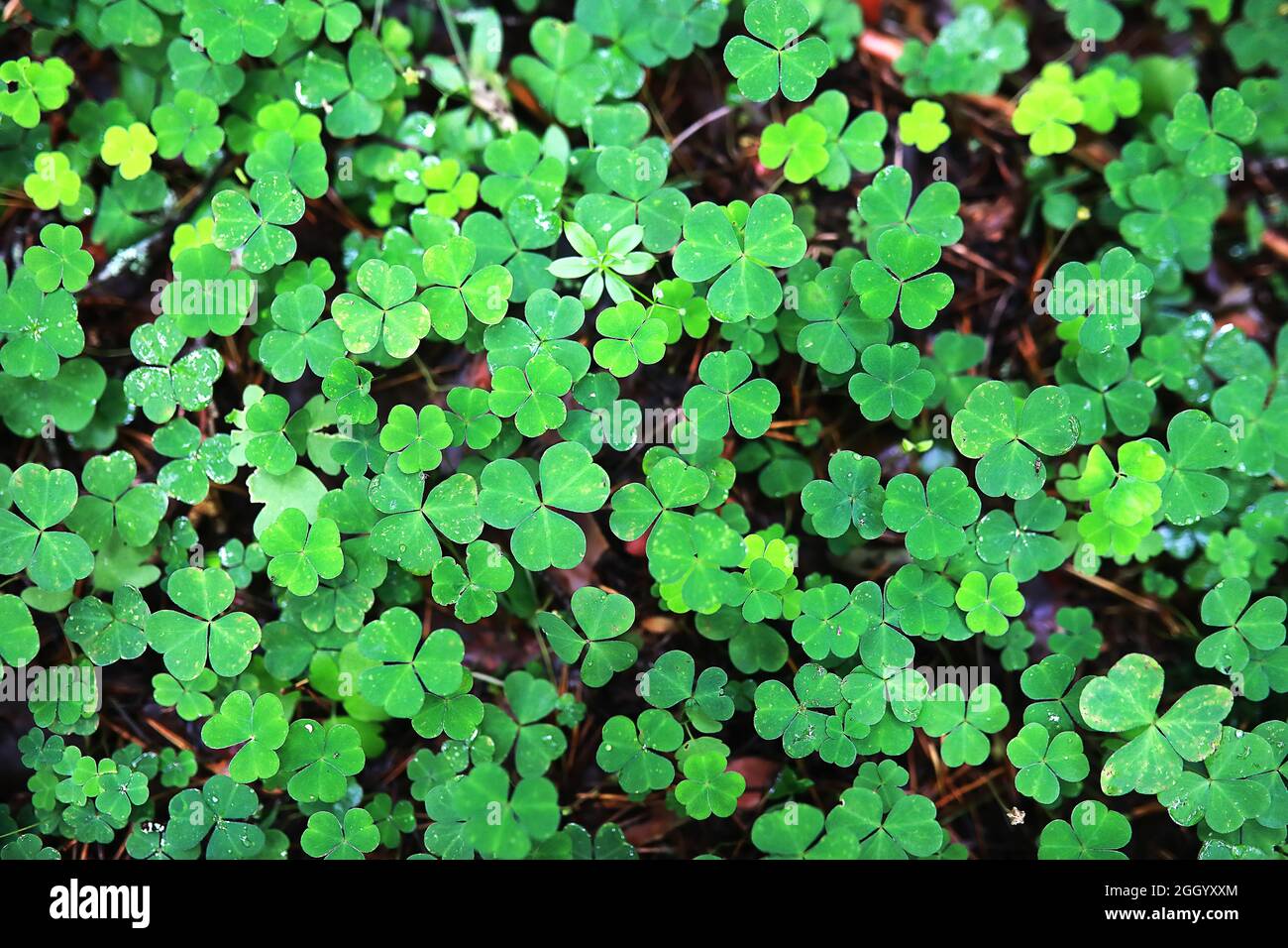 Background from plant clover four leaf. Irish traditional symbol. St ...