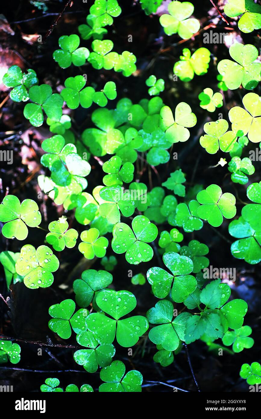Background from plant clover four leaf. Irish traditional symbol. St ...