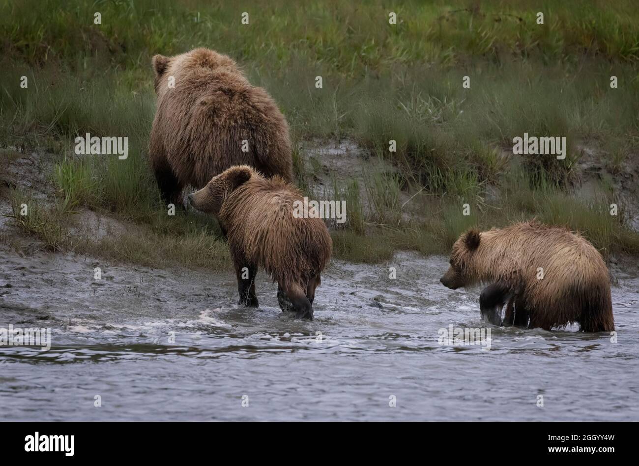 Coastal Brown Bears digging for clams and browsing in sedge; Lake Clark ...