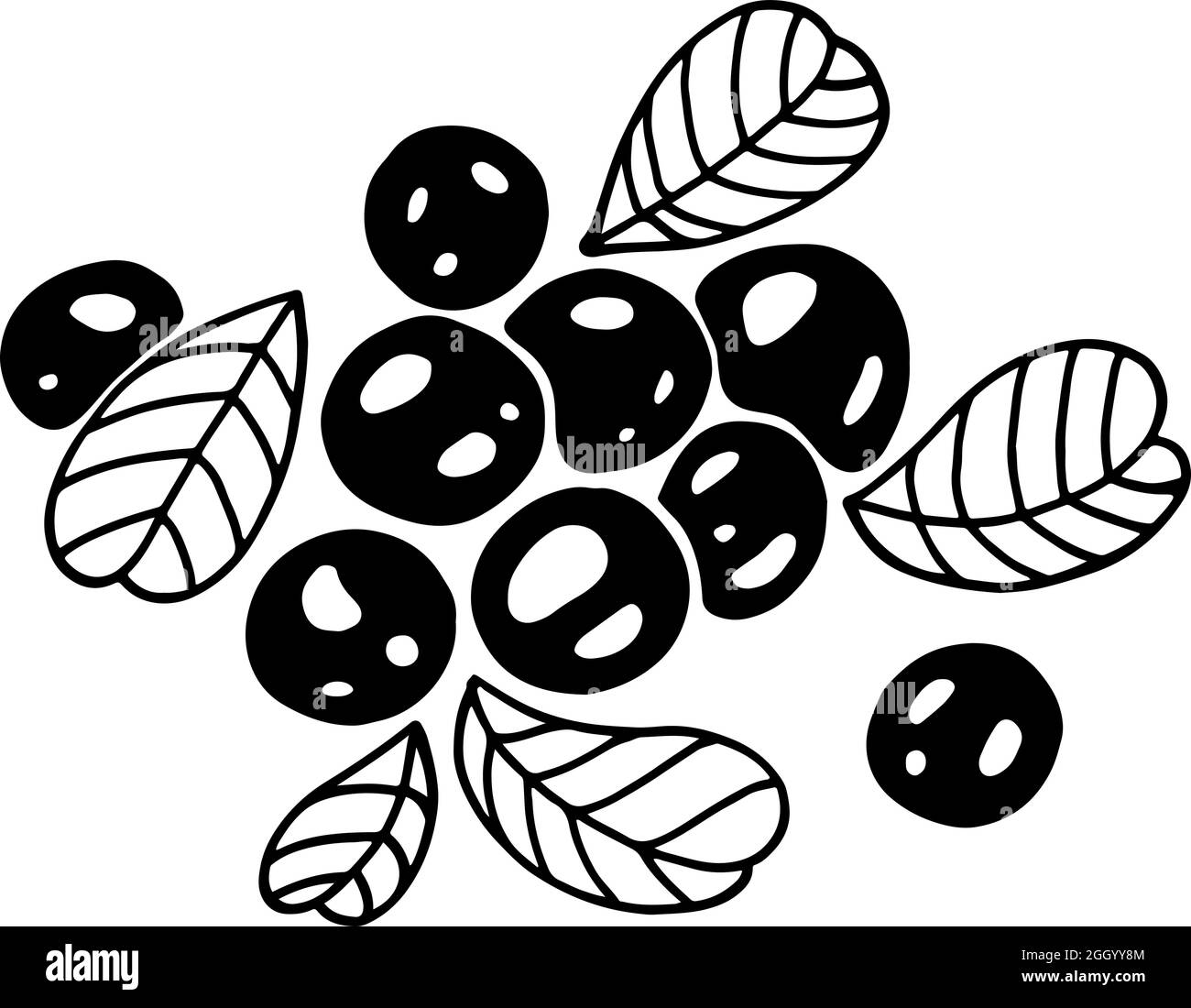 Cranberry line art. Berry black and white doodle sketch. Healthy green ...