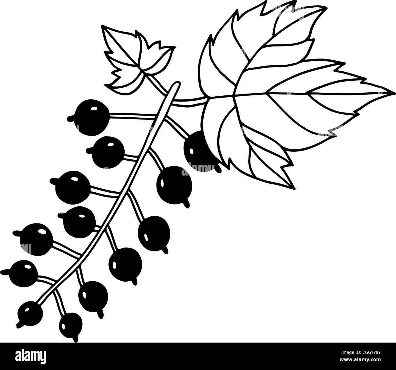 Black currant berry line art. Black and white illustration. Monochrome ...