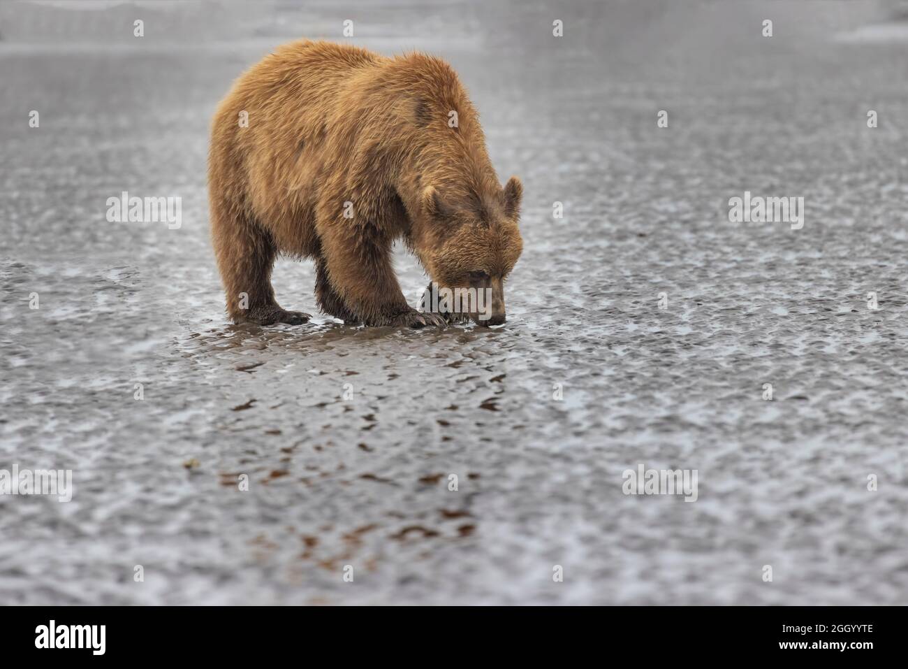 Coastal Brown Bears digging for clams and browsing in sedge; Lake Clark ...