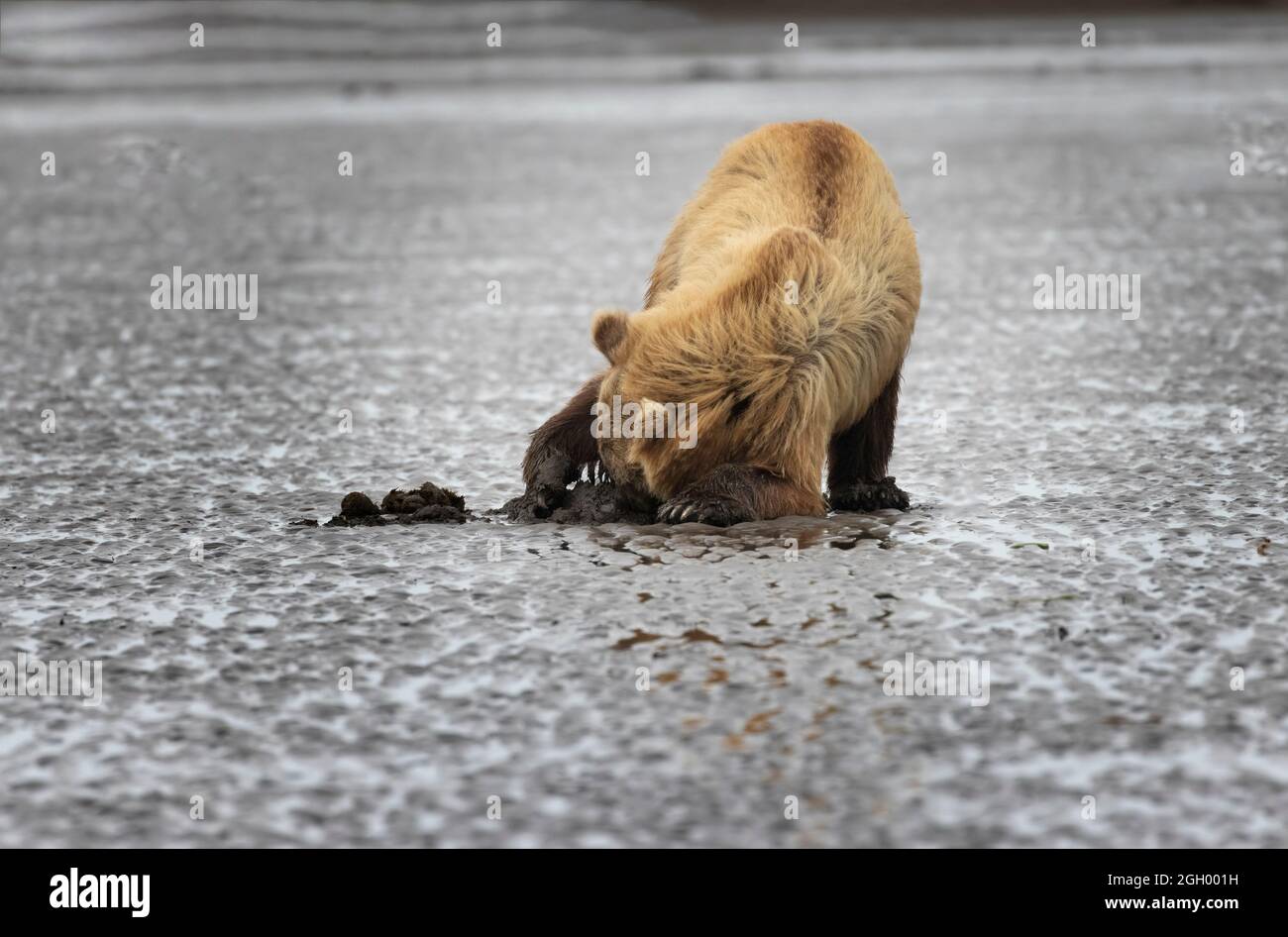 Coastal Brown Bears digging for clams and browsing in sedge; Lake Clark ...