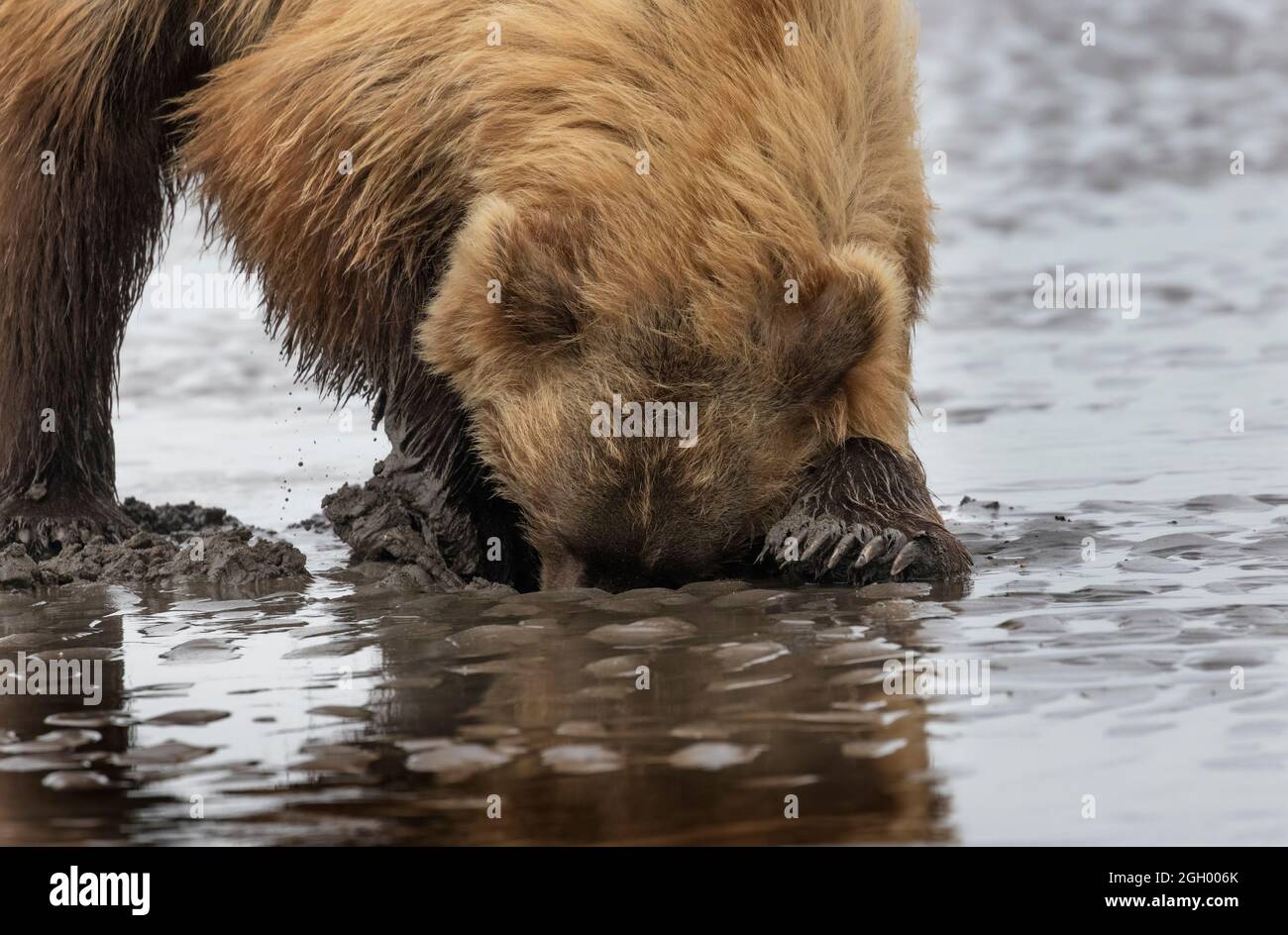 Coastal Brown Bears digging for clams and browsing in sedge; Lake Clark ...