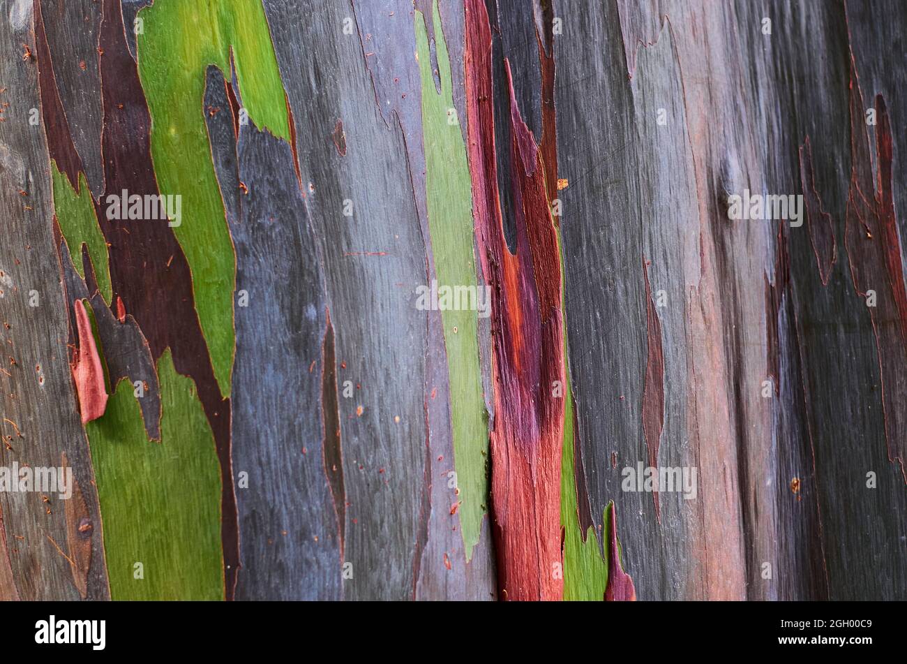 Colorful tree trunk hi-res stock photography and images - Alamy