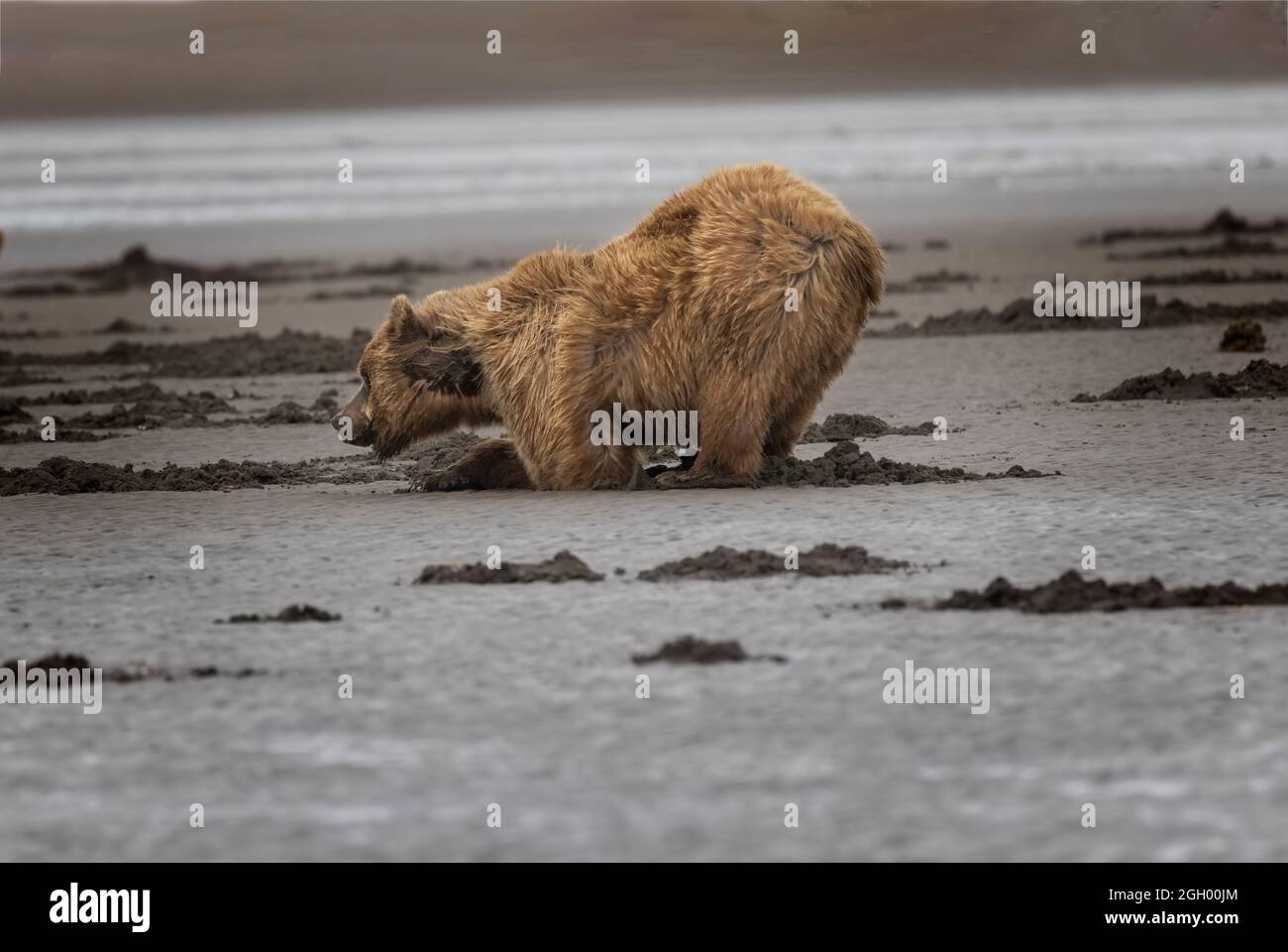 Coastal Brown Bears digging for clams and browsing in sedge; Lake Clark ...