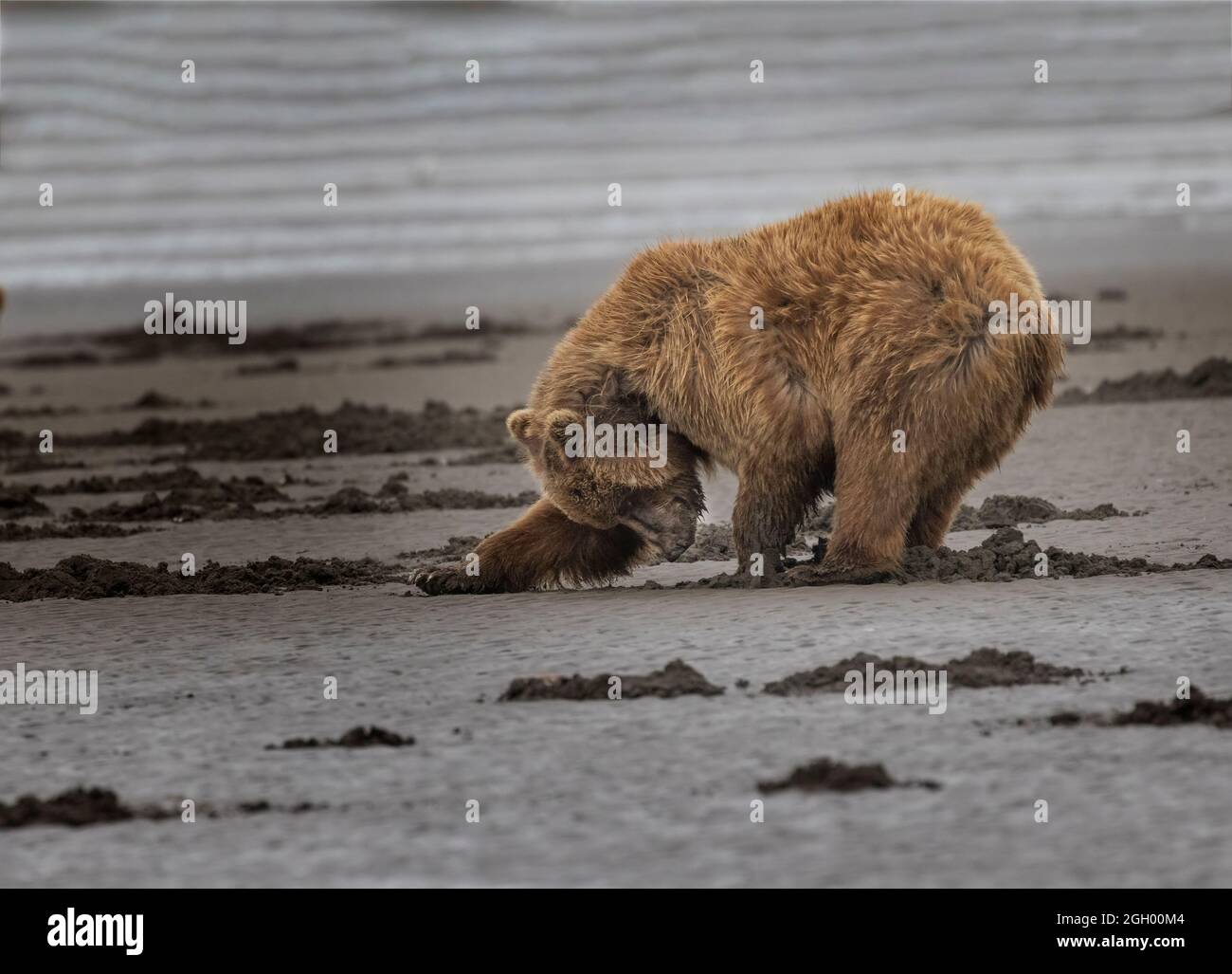 Coastal Brown Bears digging for clams and browsing in sedge; Lake Clark ...