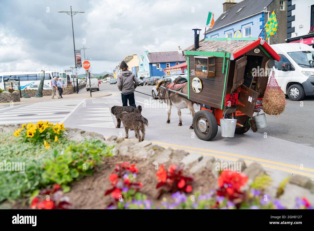 Dingle Ireland - August 12 2017; Man leads his small donkey cart and ...